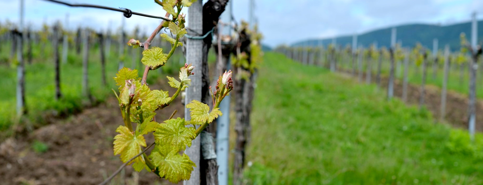 BIO vína na Slovensku | WinePlanet.sk